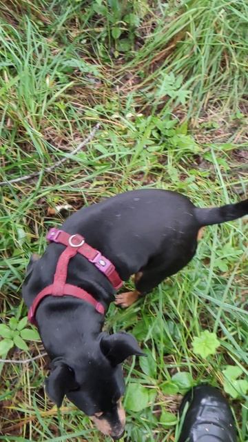 2025.08.14. Подберезовик.