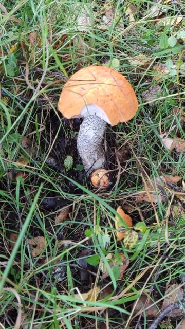 2025.09.22. Трезуб.