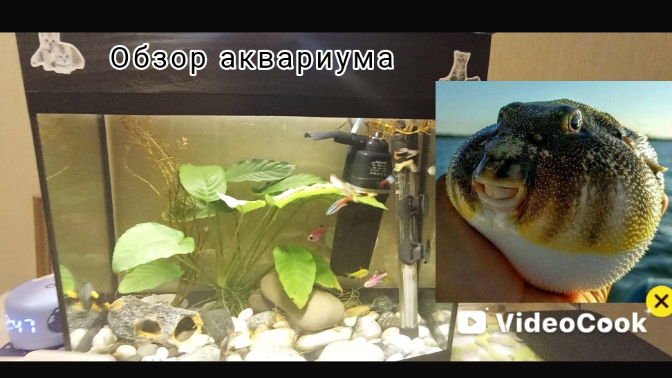 Обзор аквариума
