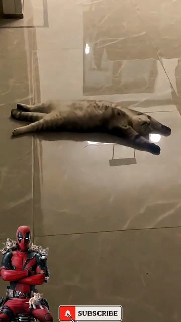 Побродила, ничего не нашла 😿🫶😥