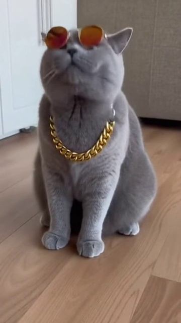 Приколы с котами