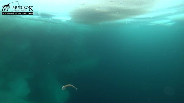 Зубарь на Техас‑мормышку! Сахалин дарит трофеи с Mr. Musurok