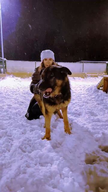 "Снежинкопад и Лукас" ❥ Приют в Малинках #приютдляживотных #собаки