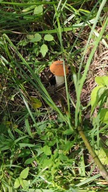 2025.07.10. Ещё красноголовик.