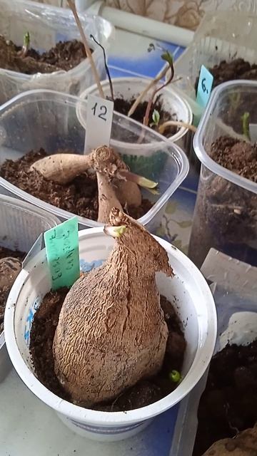 раскладывание георгин на проращивание