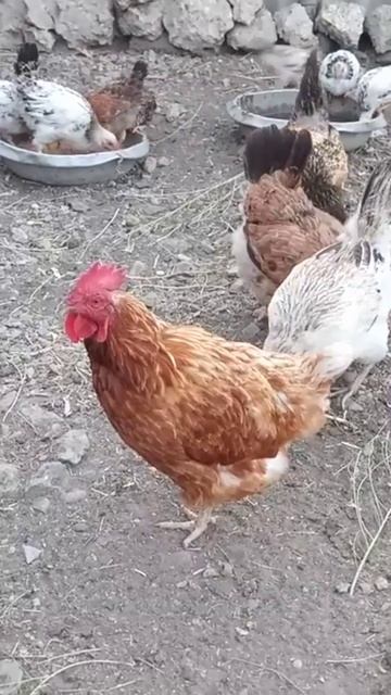 Старая курица закукарекала.