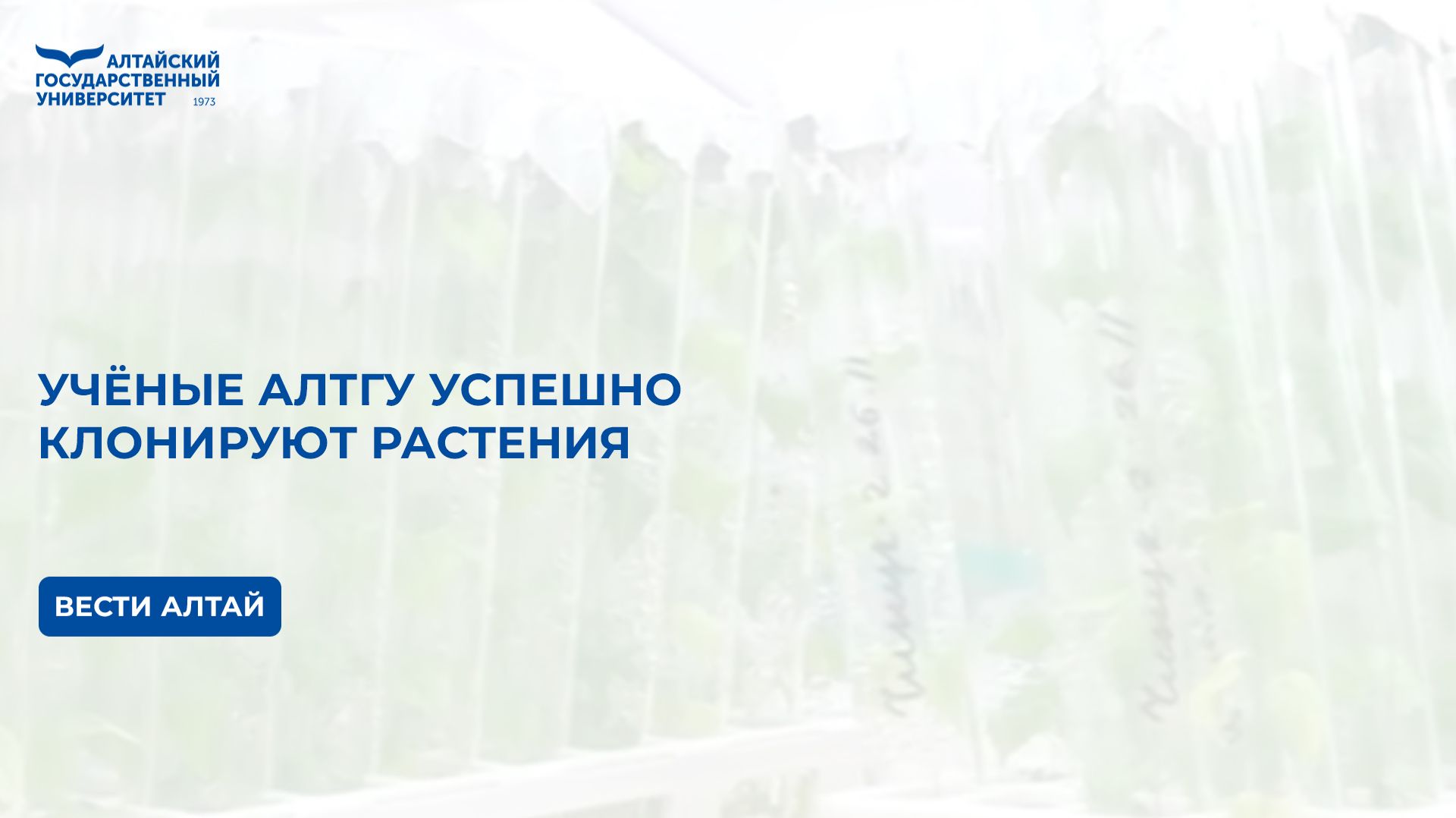 Учёные АлтГУ успешно клонируют растения