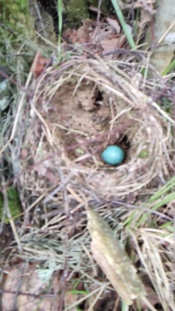 2025.07.06. Голубое яичко.