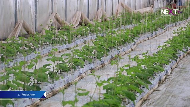 Тепличное хозяйство «Сабантуй» готовит первый урожай огурцов