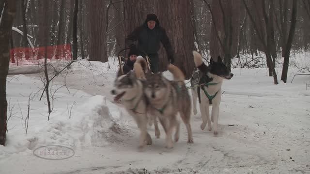 " Серебро севера " (7) Деревня ездовых собак. Катание на санях .