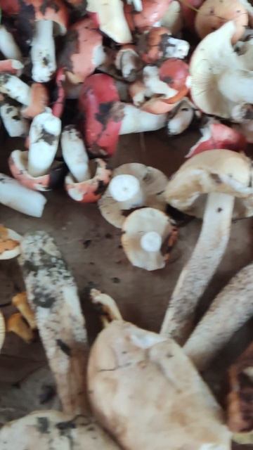 2025.08.31. Итог.