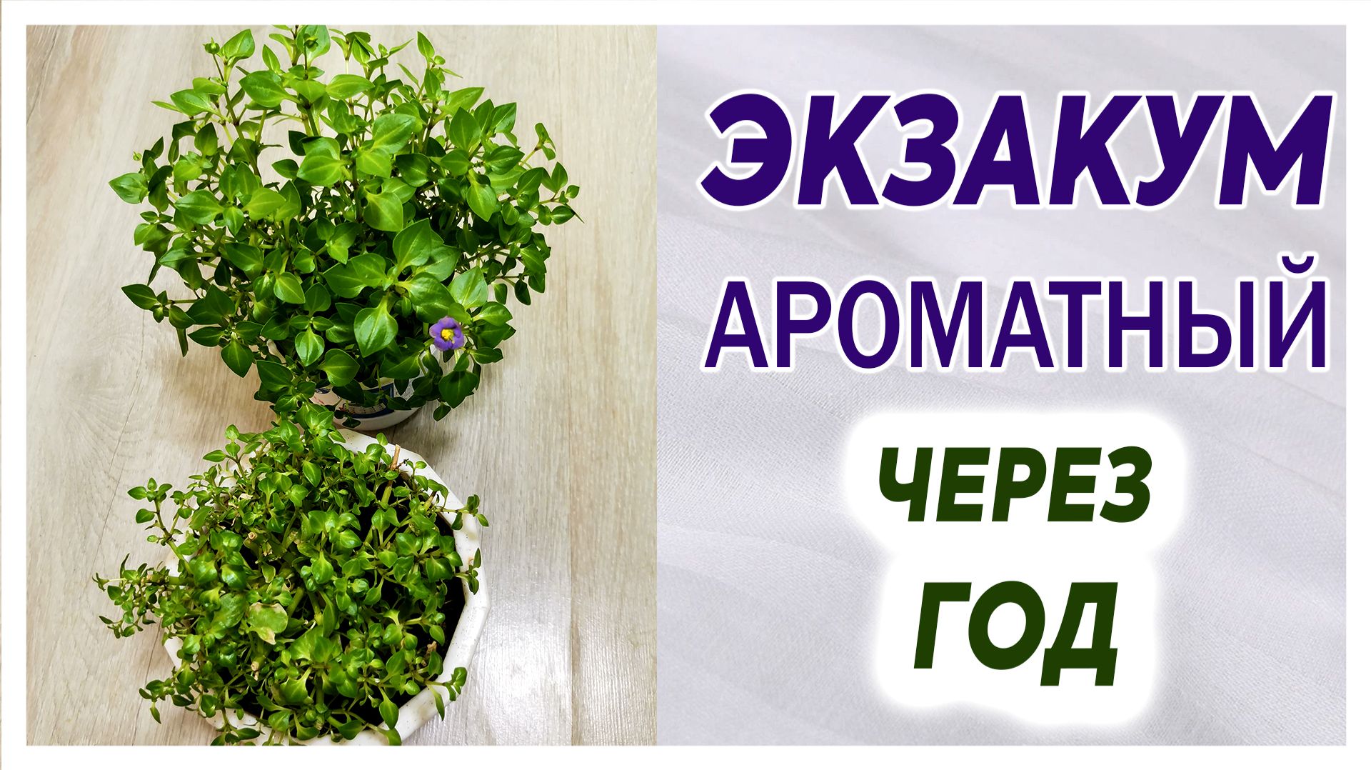 Экзакум ароматный через год. Посев мелкосеменных культур.