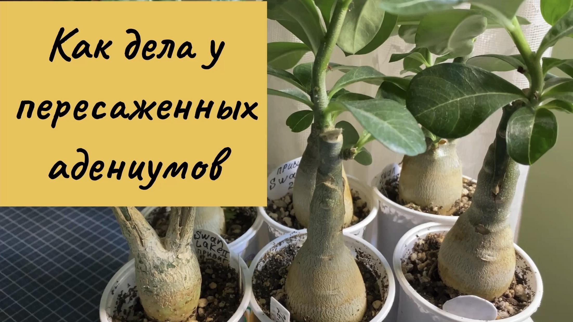 Смотрим, как поживают пересаженные в декабре прививки адениумов. Кто цветет зимой? 14 января 2026 г.