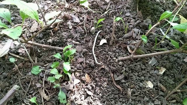 ГОРТЕНЗИЯ. РАЗМНОЖАЮ  ОТВОДКАМИ.