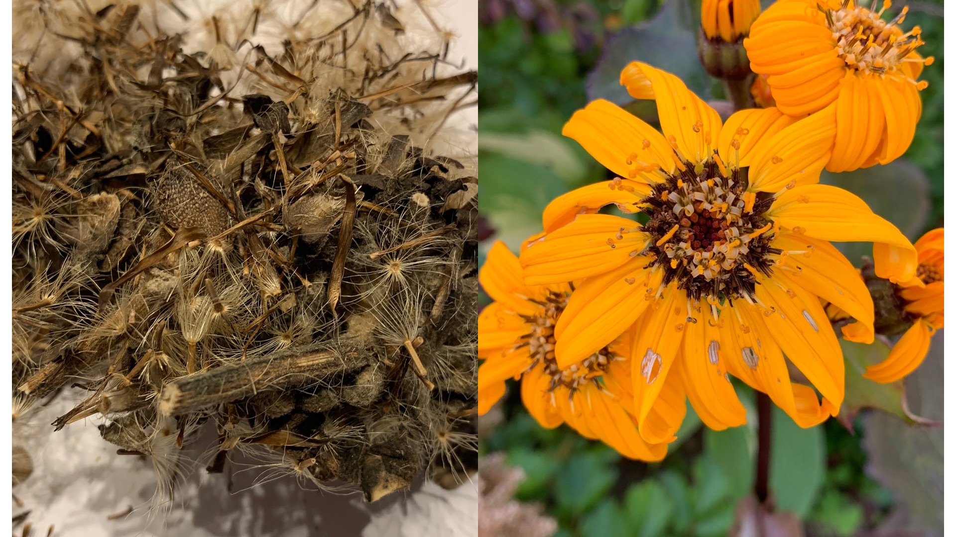 Семена Бузульника дали всходы на шестой день