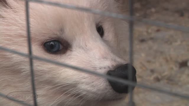 " Серебро севера " (5) Деревня ездовых собак. Енотовидная собака