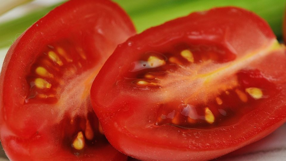 Самый урожайный томат этого лета