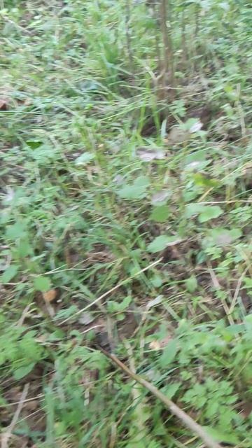 2025.08.20. Подберезовик.