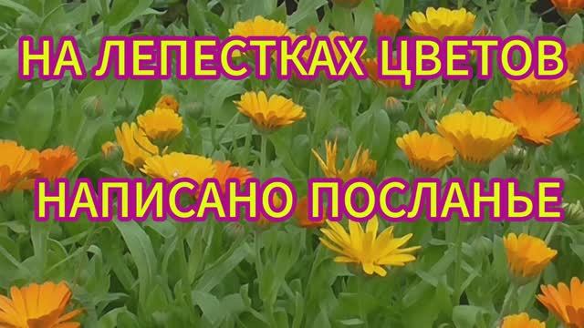 На лепестках цветов написано послание...Романс доброго утра, цветочного настроения!