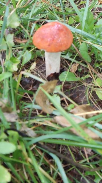 2025.08.25. Красноголовик.