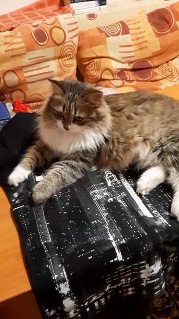 Кошка Нюша любит сидеть на одежде 27.05.2021