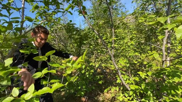 Плато Путорана: дикая природа Арктики