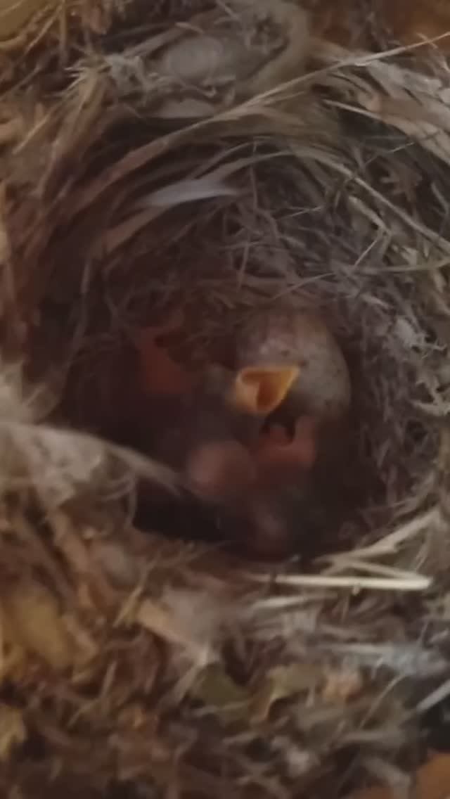 РОЖДЕНИЕ ПТЕНЦОВ ДРОЗДА НА КАМЕРУ ПРЯМО В ЖИЛОМ ДОМЕ.