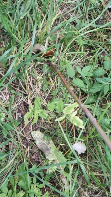 2025.08.20. Еще подберезовики.