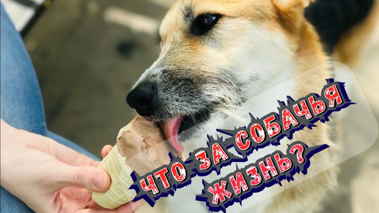Что за собачья жизнь? / Статья - в Видео / Архив от 03.02.2022