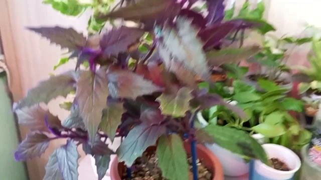 Начнём с зеленых новостей.🪴💚