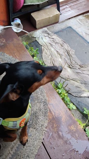 2025.09.19. Журин нос.