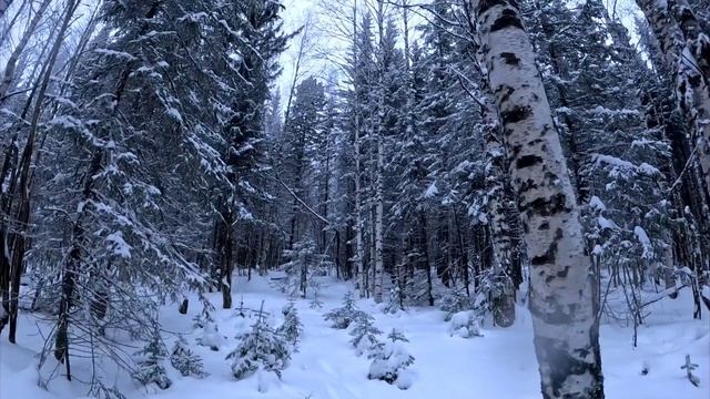 Охота Лося. Бык на меня шёл, не успел чуток.