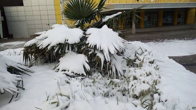 Пальмы занесло снегом