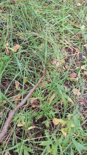 2025.08.31. Полянка.