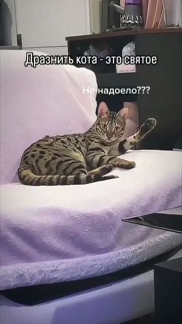 Ну чё ты дразнисся? 😾