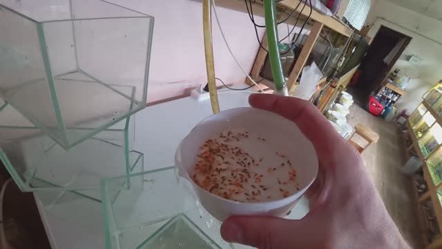 На разводне