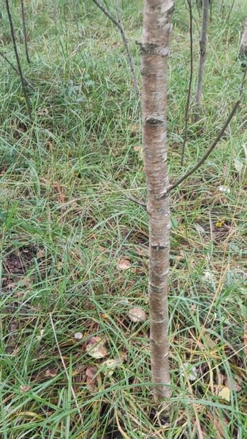 2025.08.31. Полянка далее...