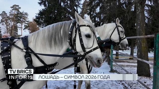 БРИКС-ТВ в гостях у МКЗ №1: орловские рысаки и русская тройка