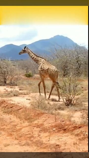 Красавицы бывают не только длинноногими!