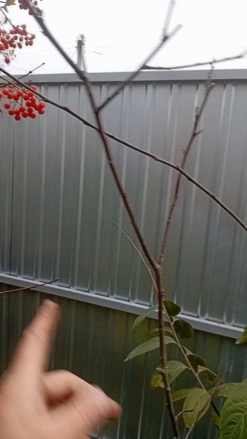 Хурма никитинская бордовая?? Первые плоды. Ноябрь 25г