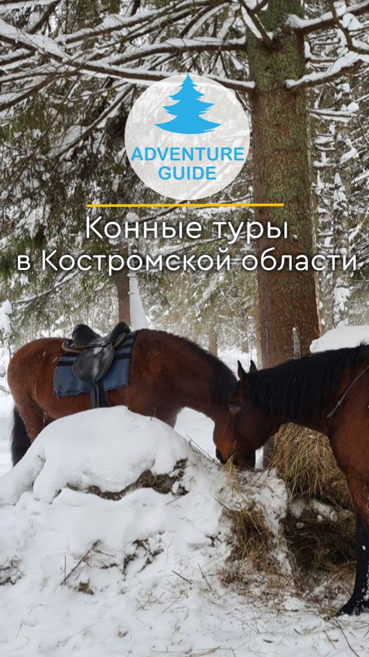 Конные туры в Костромской области