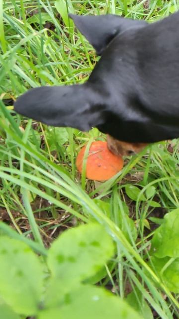 2025.07.10. Дирк и Жура собирают грибы.