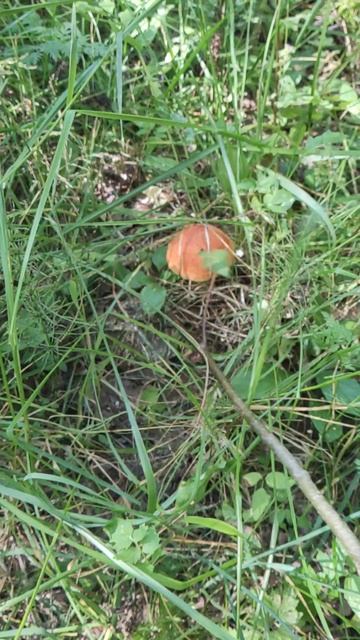 2025.07.24. красный голова.