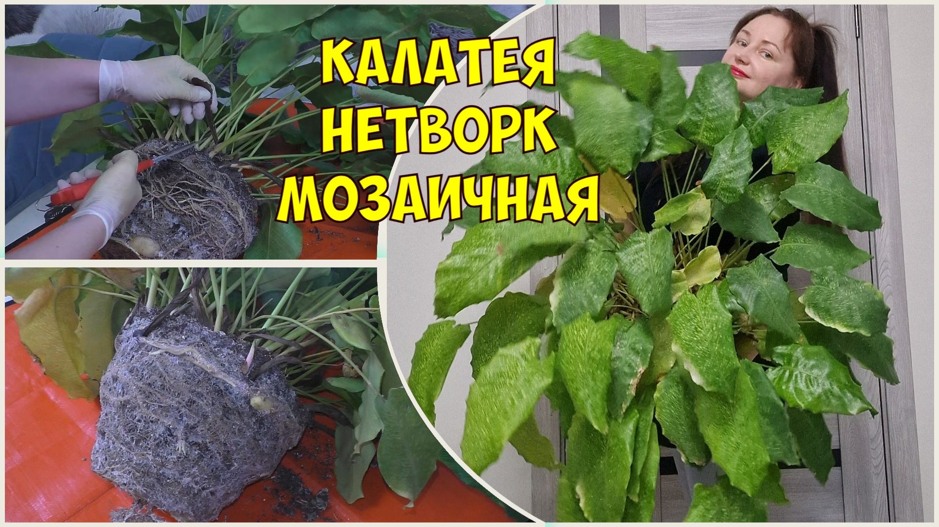 Самая трудовая ПЕРЕСАДКА КАЛАТЕИ Нетворк с ДЕЛЕНИЕМ. В шок повергло содержимое горшка