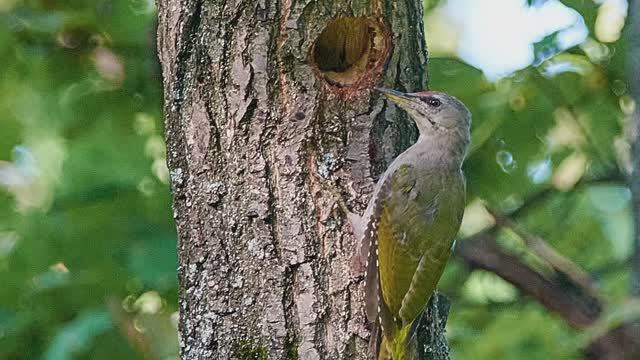 Дятлы, дятлы, дятлы...