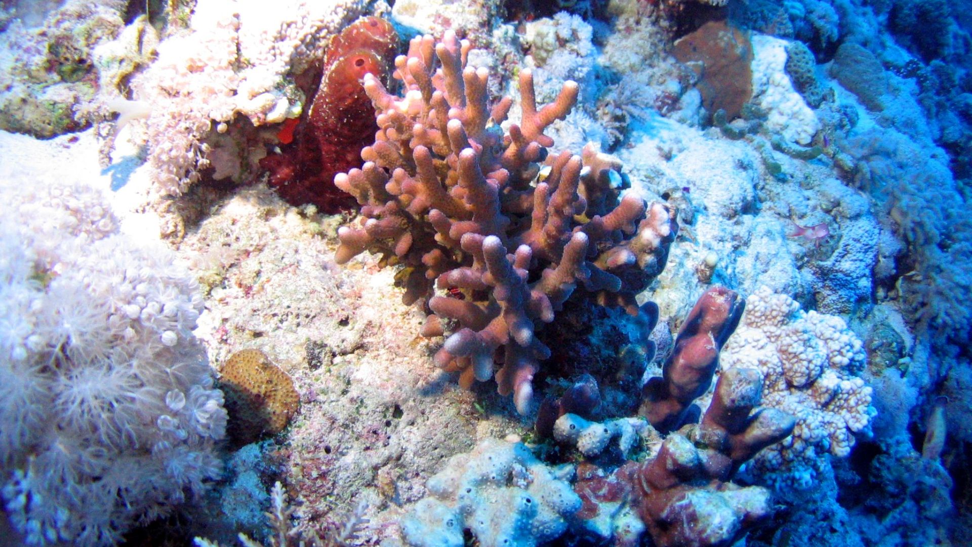 Погружение на Гордон риф. Шарм-эль-Шейх, январь 2026 г.