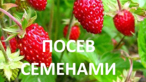 Посев земляники семенами. Какие фитолампы использую.