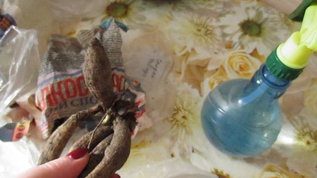 быстрое проращивание упрямых георгин