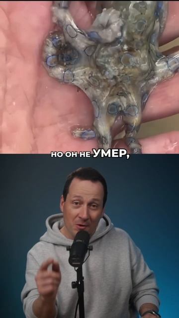 Он играл с осьминогом и был в шаге от смерти - Руслан Друми