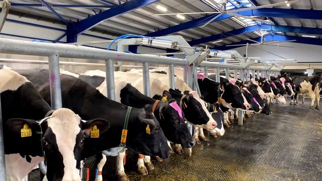 Молочная ферма ЗАО "Невский"